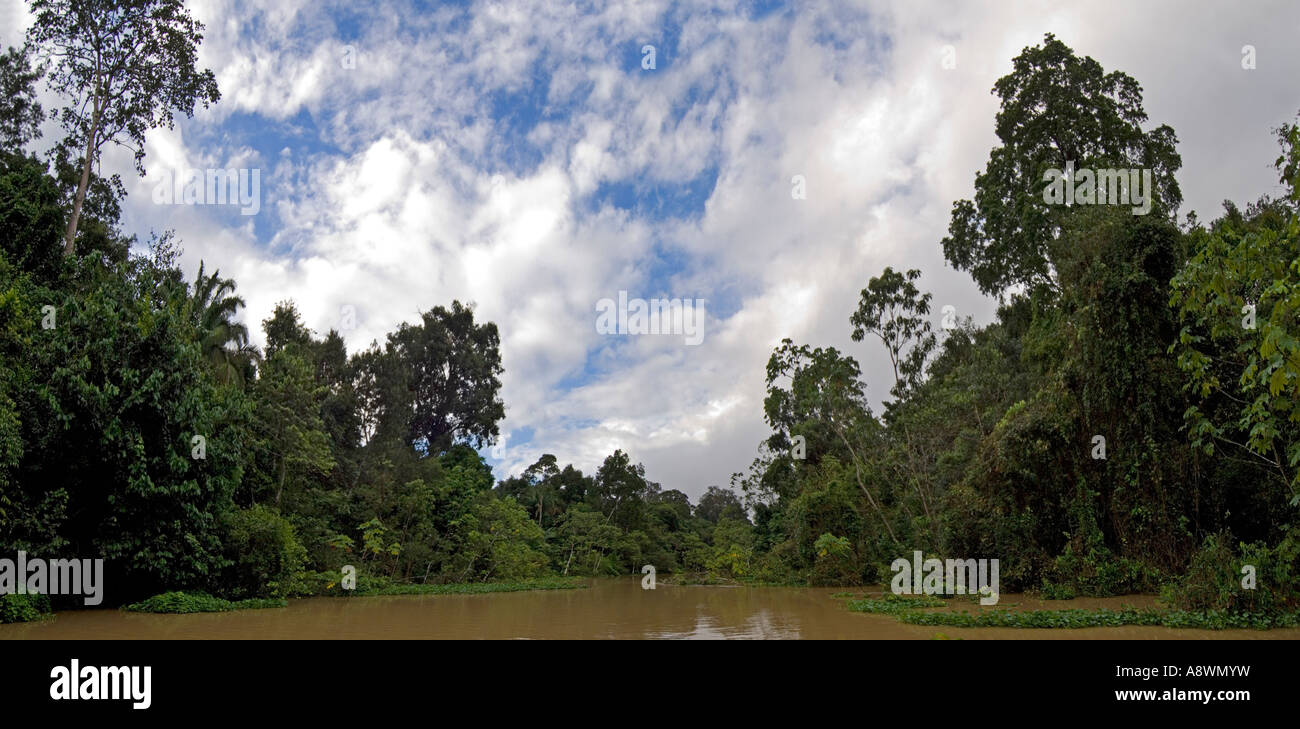A 2 picture stitch panoramic image of primary rainforest in this area ...