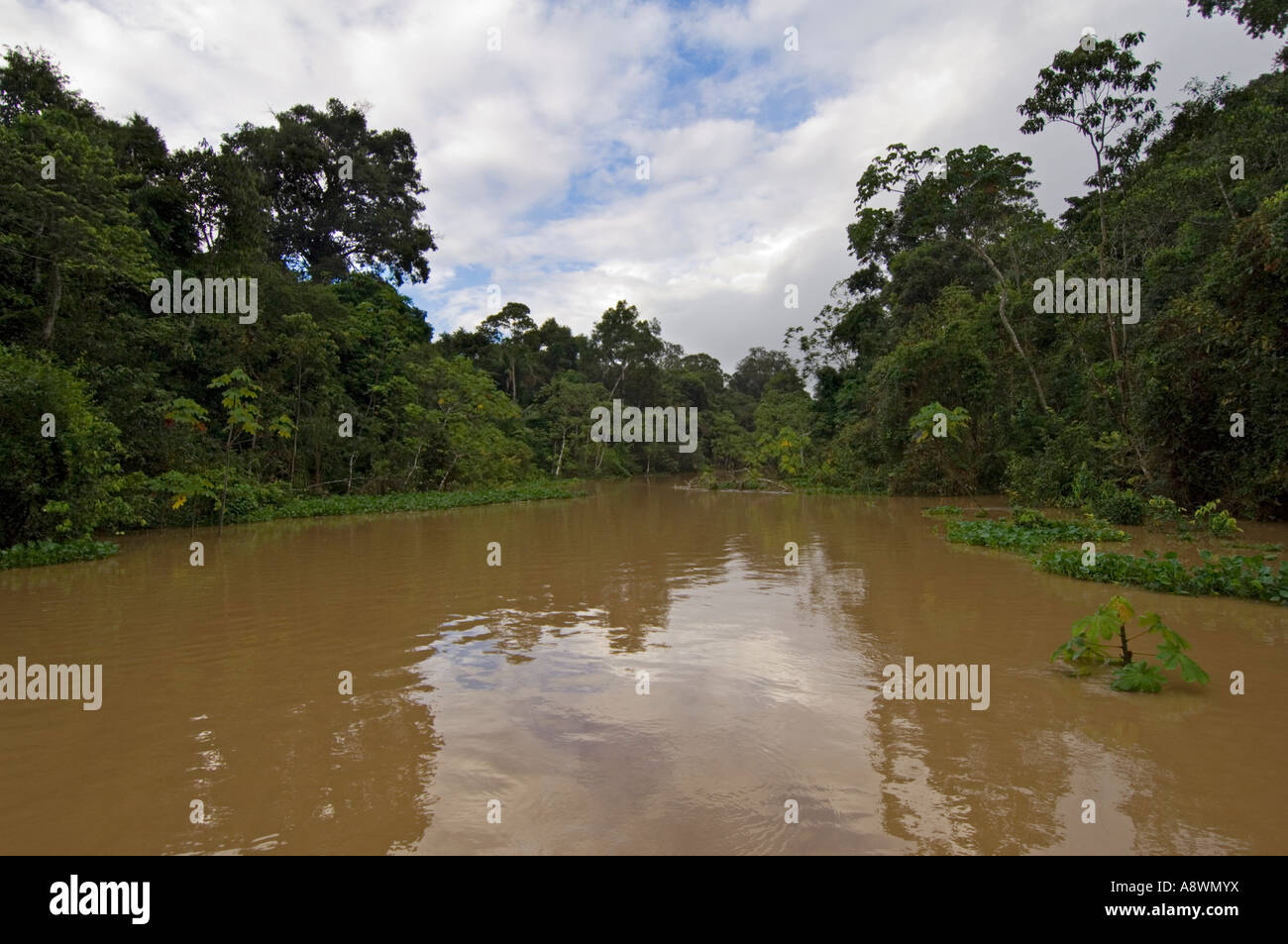 Primary rainforest in this area of Brazil - a tributary off the Madeira ...