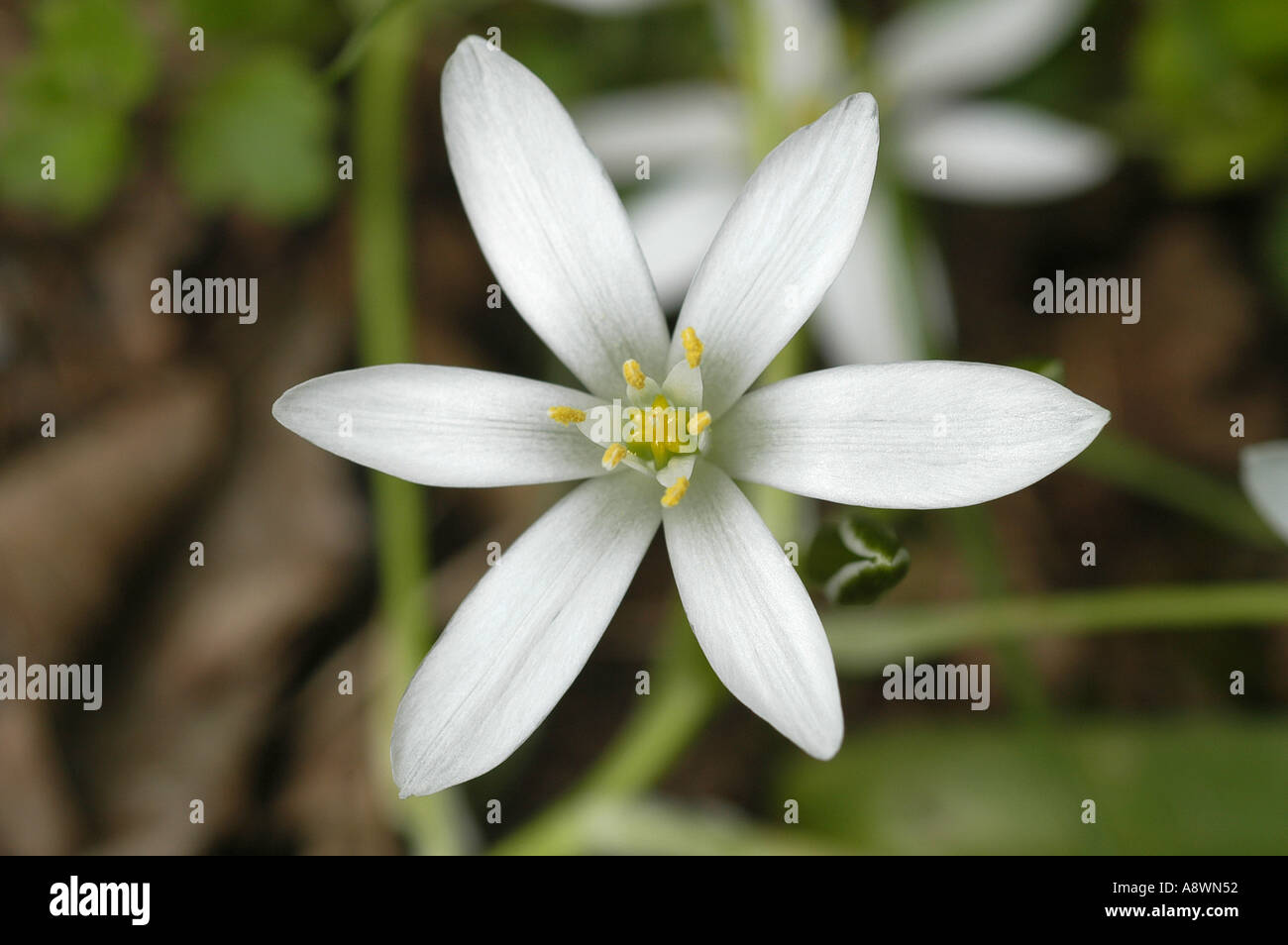 Star of bethlehem flower hi-res stock photography and images - Alamy
