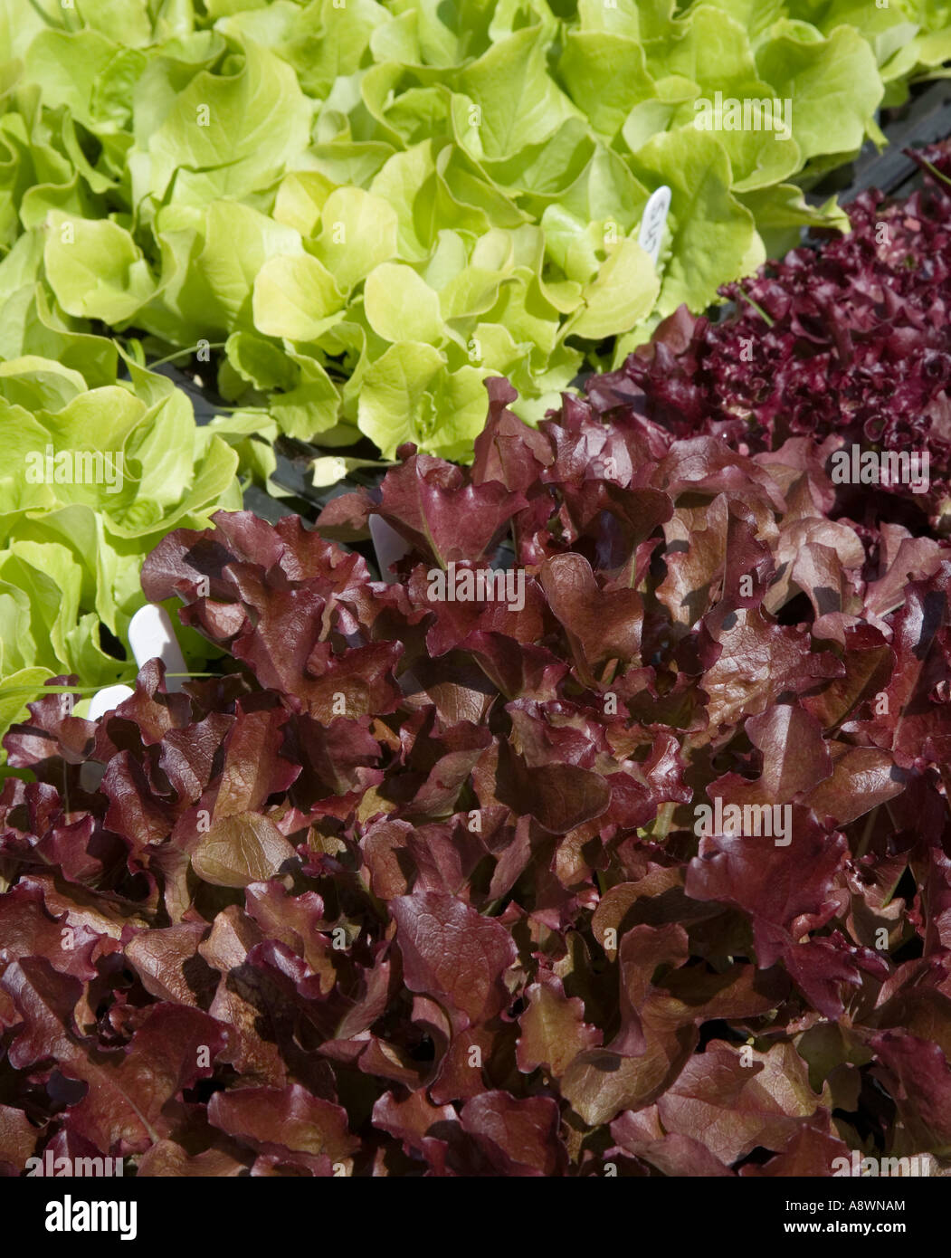 Young Lollo Rossa and Suzan lettuce varieties Wales UK Stock Photo - Alamy