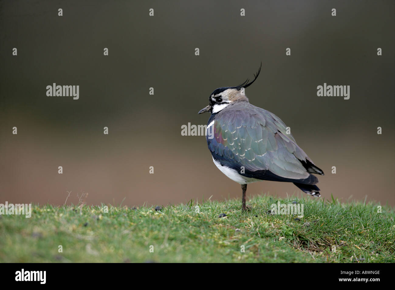 Lapwing farm uk hi-res stock photography and images - Alamy