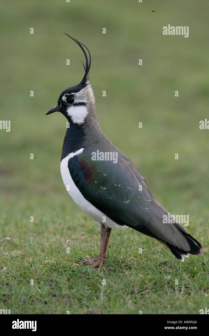 Lapwing farm uk hi-res stock photography and images - Alamy