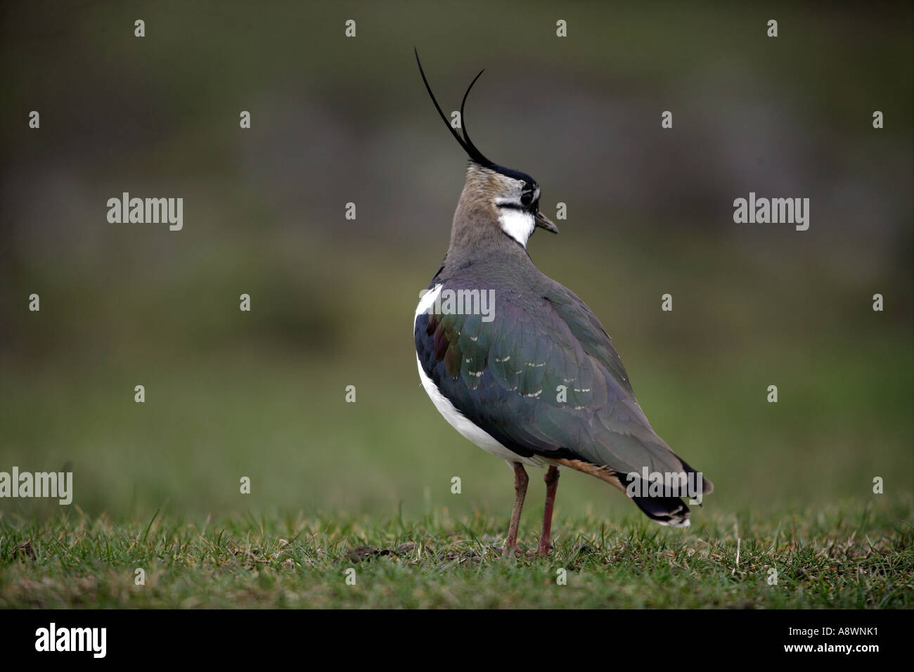 Lapwing farm uk hi-res stock photography and images - Alamy