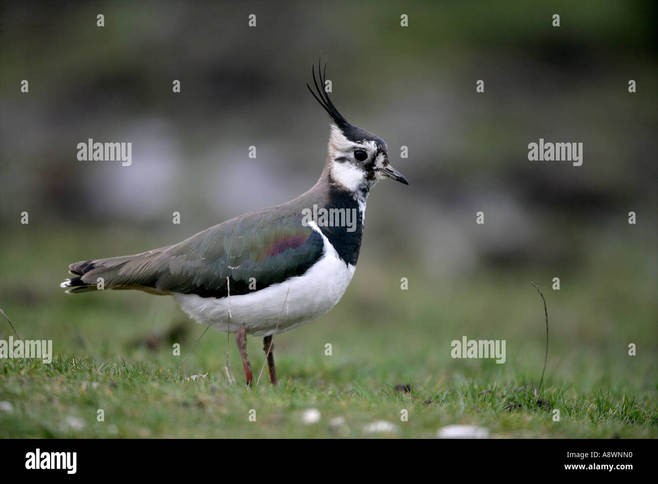 Lapwing farm uk hi-res stock photography and images - Alamy