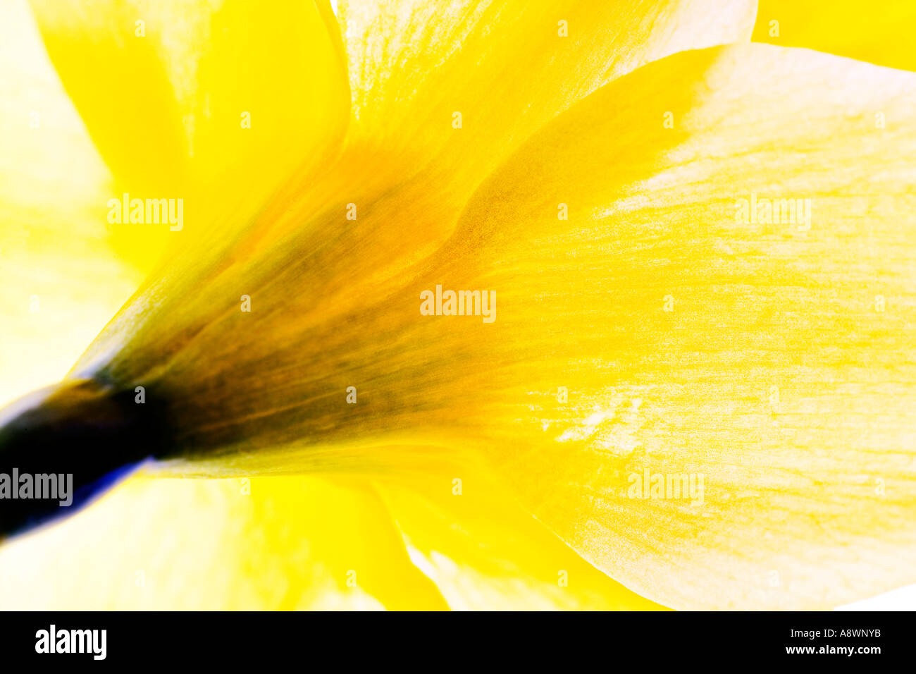 Back of a daffodil hi-res stock photography and images - Alamy