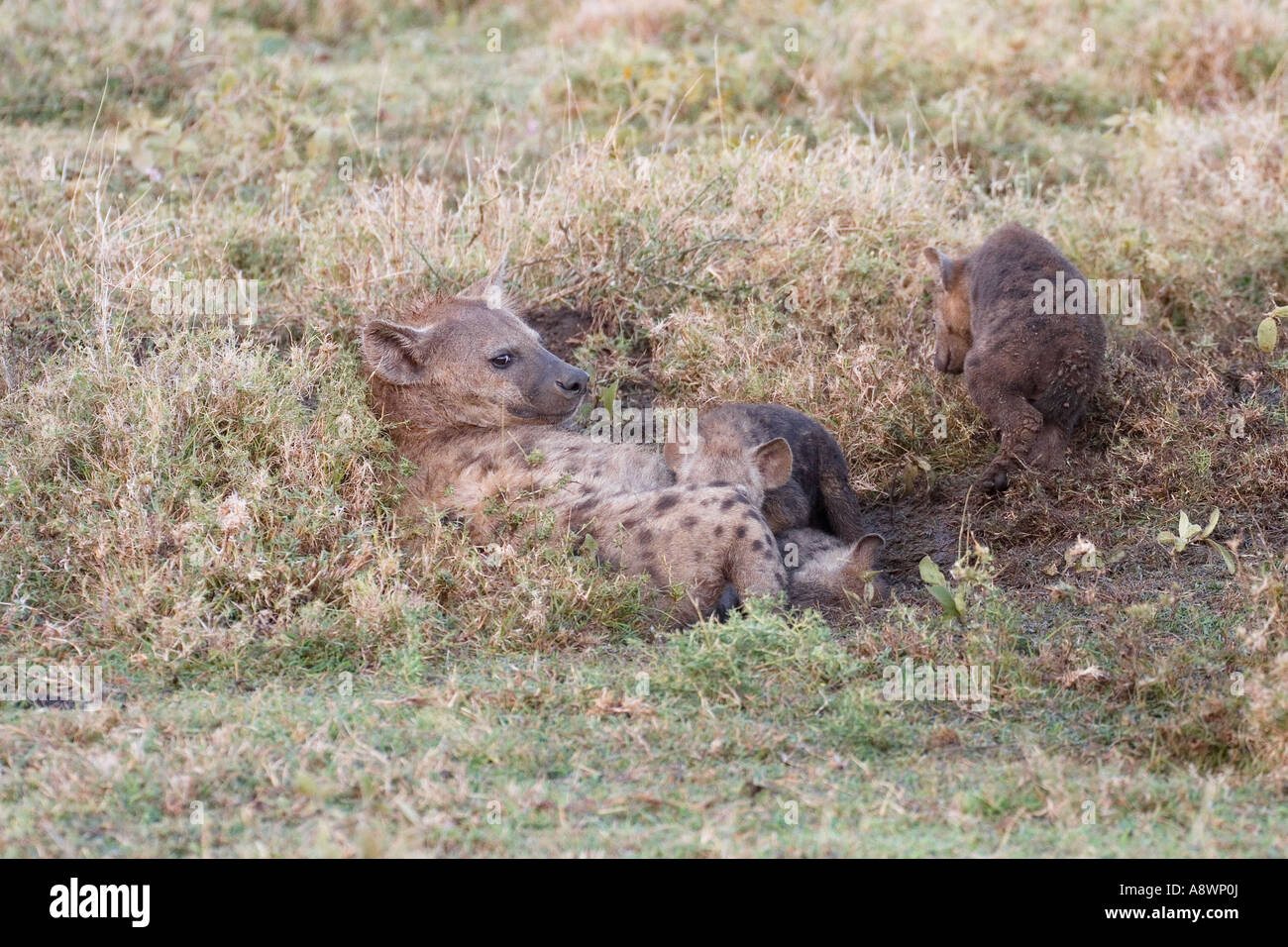female spotted hyena and cubs Stock Photo - Alamy