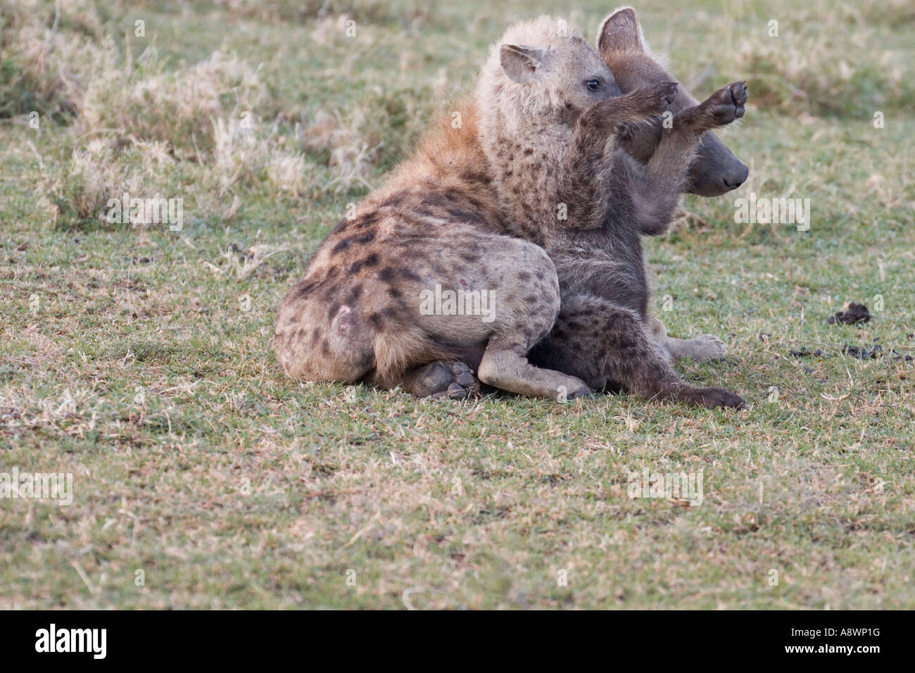 Female spotted hyena and cub Stock Photo - Alamy