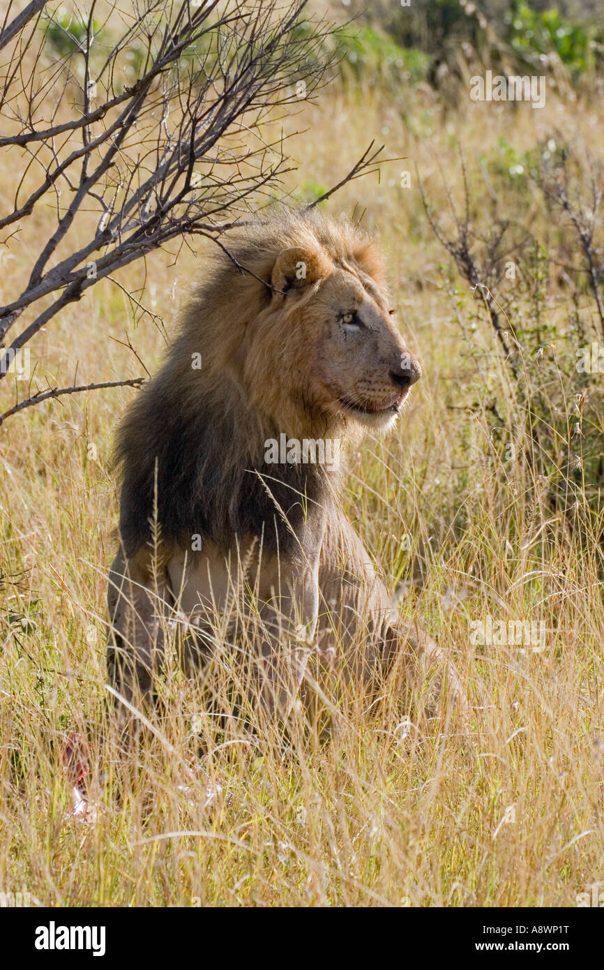 male lion sitting in shade Stock Photo - Alamy