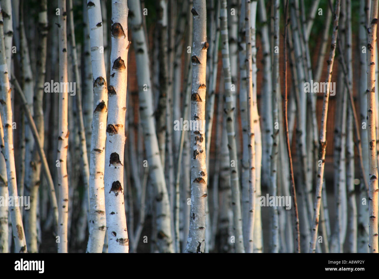Birch Trees London UK Stock Photo - Alamy