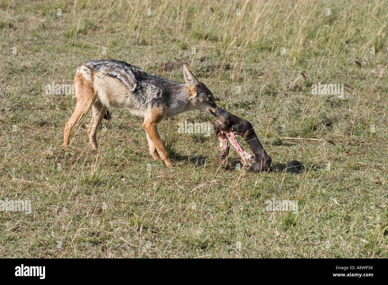 Jackal behaviour hi-res stock photography and images - Alamy