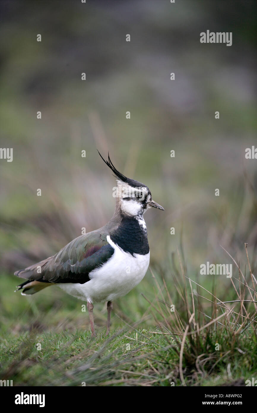Lapwing farm uk hi-res stock photography and images - Alamy