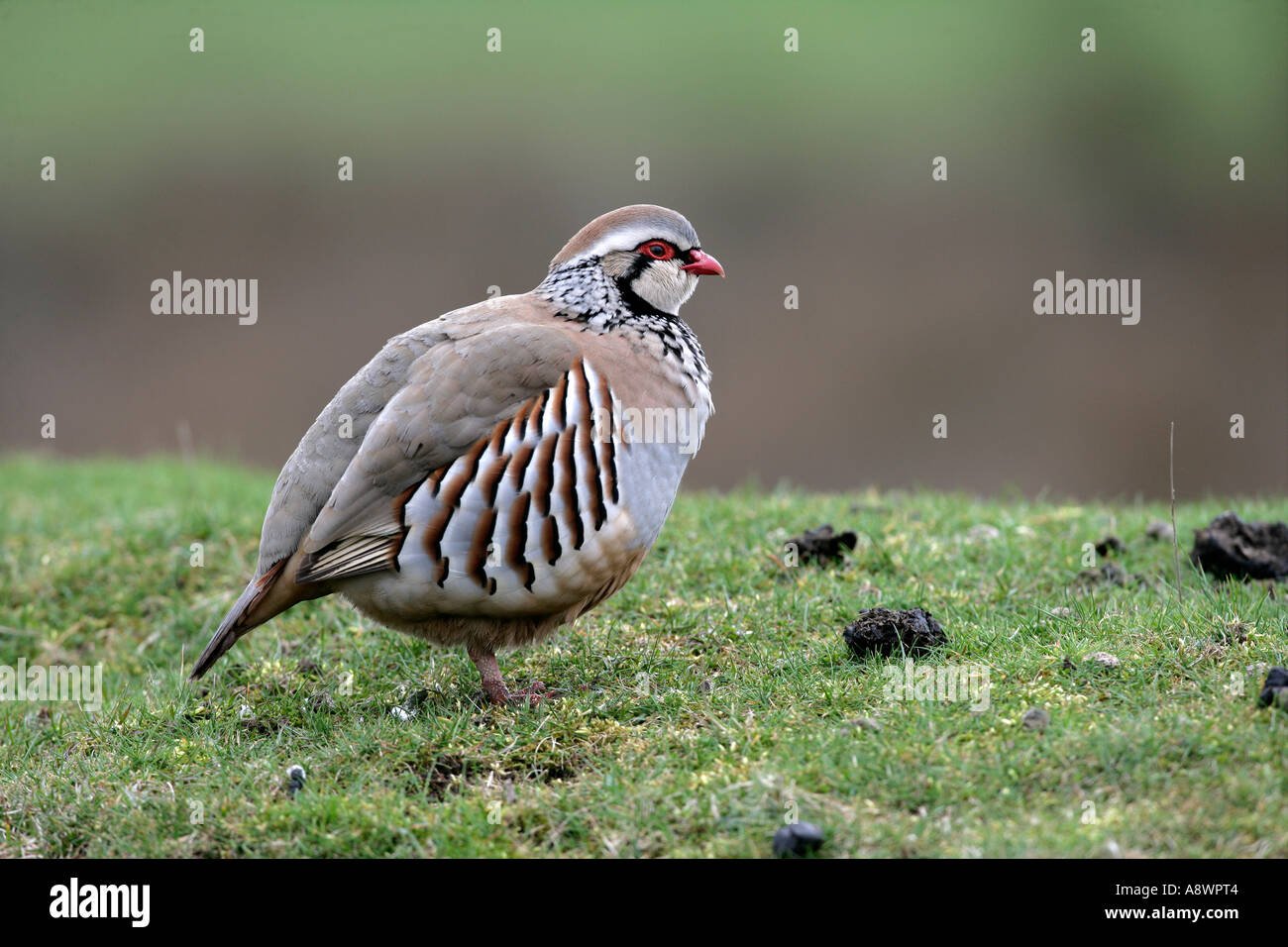 RED LEGGED PARTRIDGE Alectoris rufa Lancs UK Stock Photo - Alamy