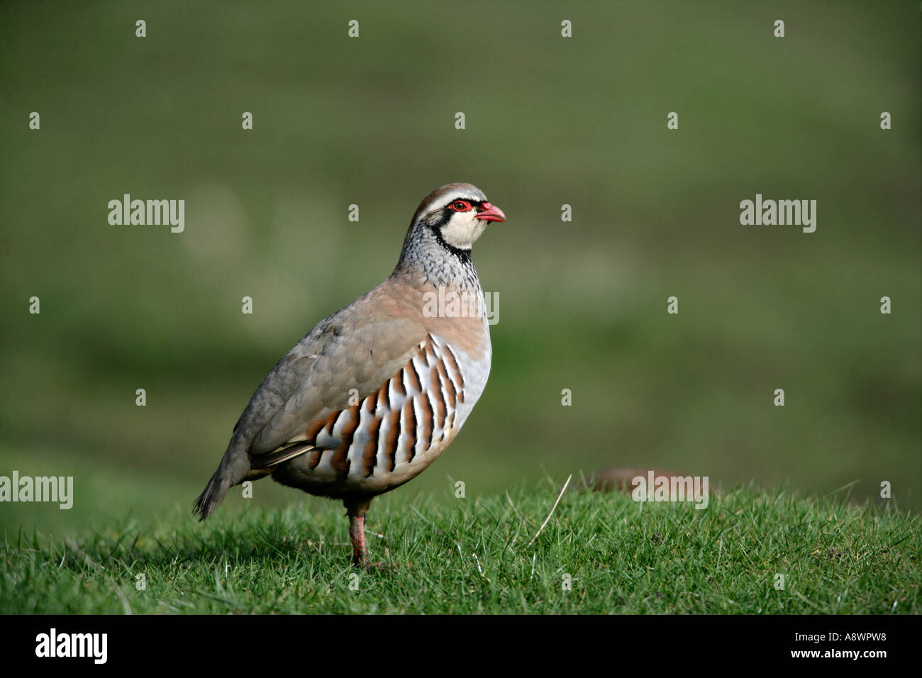 Red partridge uk hi-res stock photography and images - Alamy