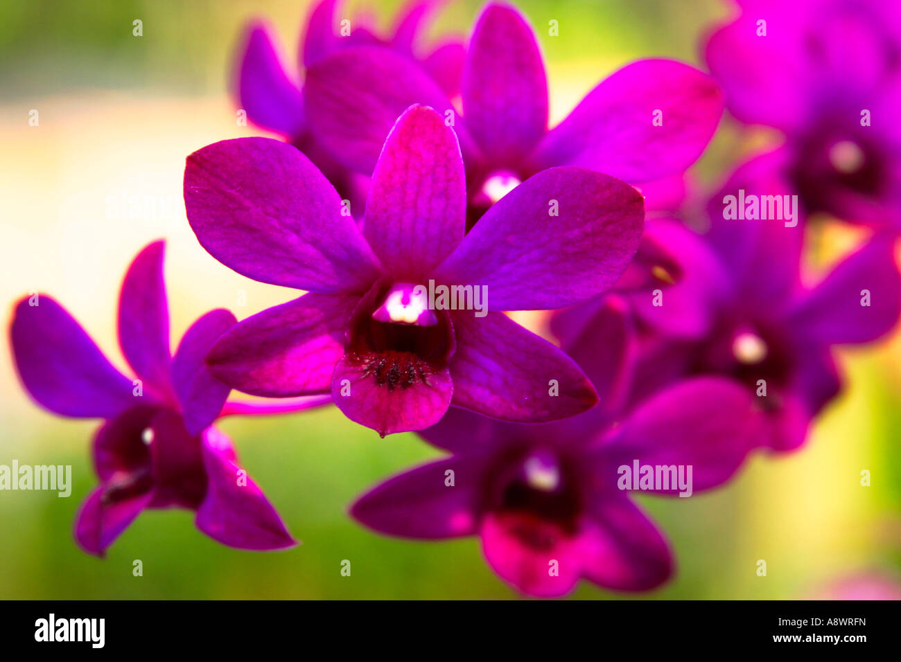 Orchids in a garden during summer Stock Photo - Alamy
