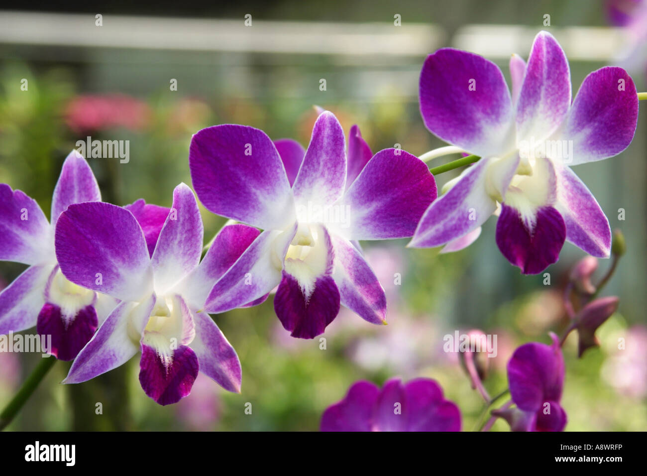 Orchids in a garden during summer Stock Photo - Alamy