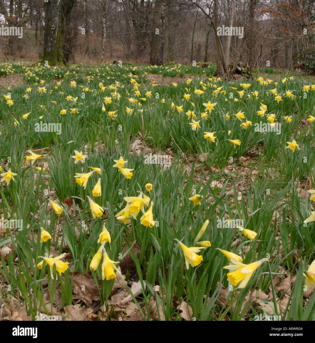 Ullswater daffodils hi-res stock photography and images - Alamy