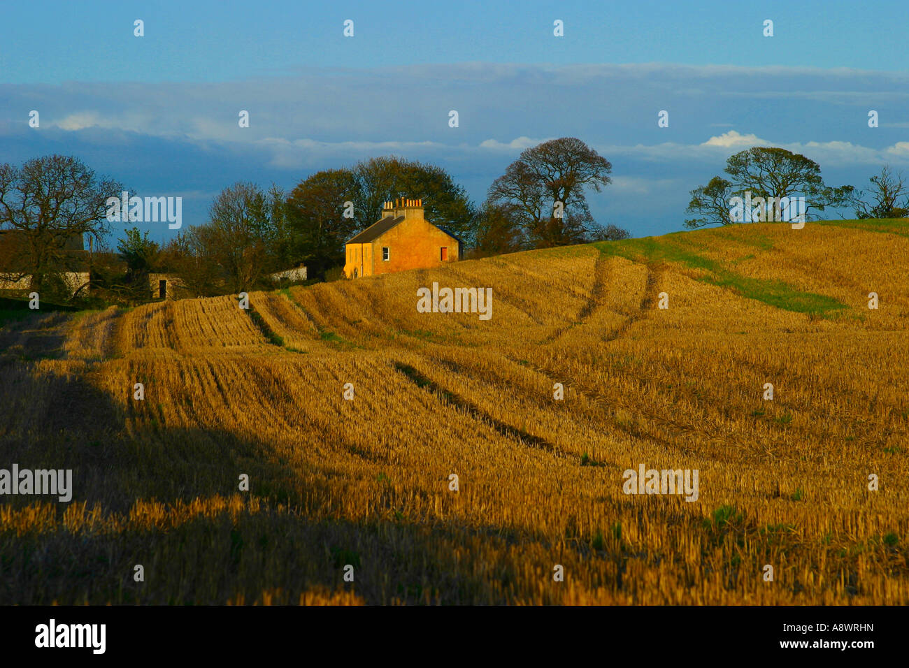 Stubble fields after harvest glow in the late/early sun Stock Photo - Alamy