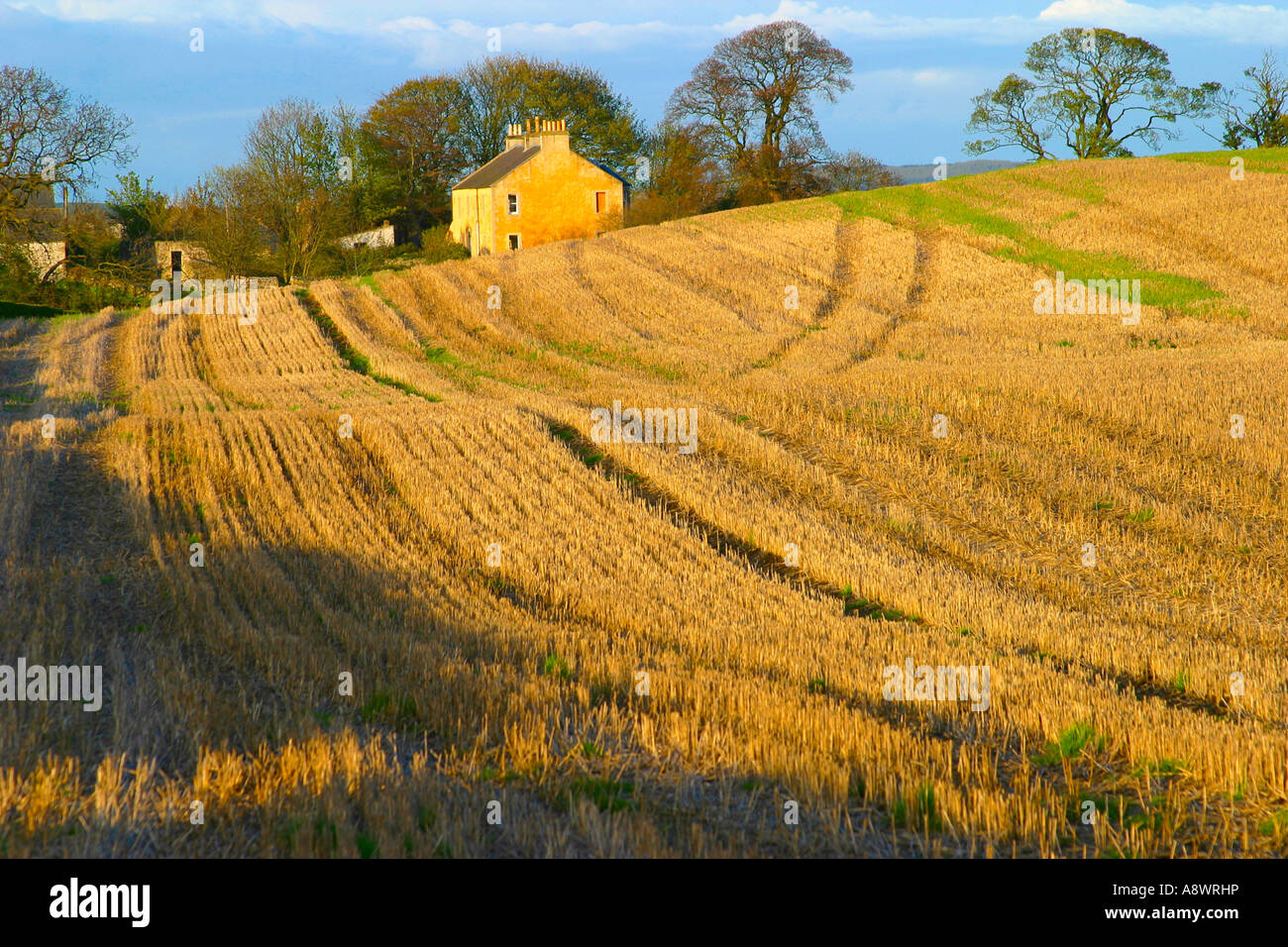 Stubble fields after harvest glow in the late/early sun Stock Photo - Alamy