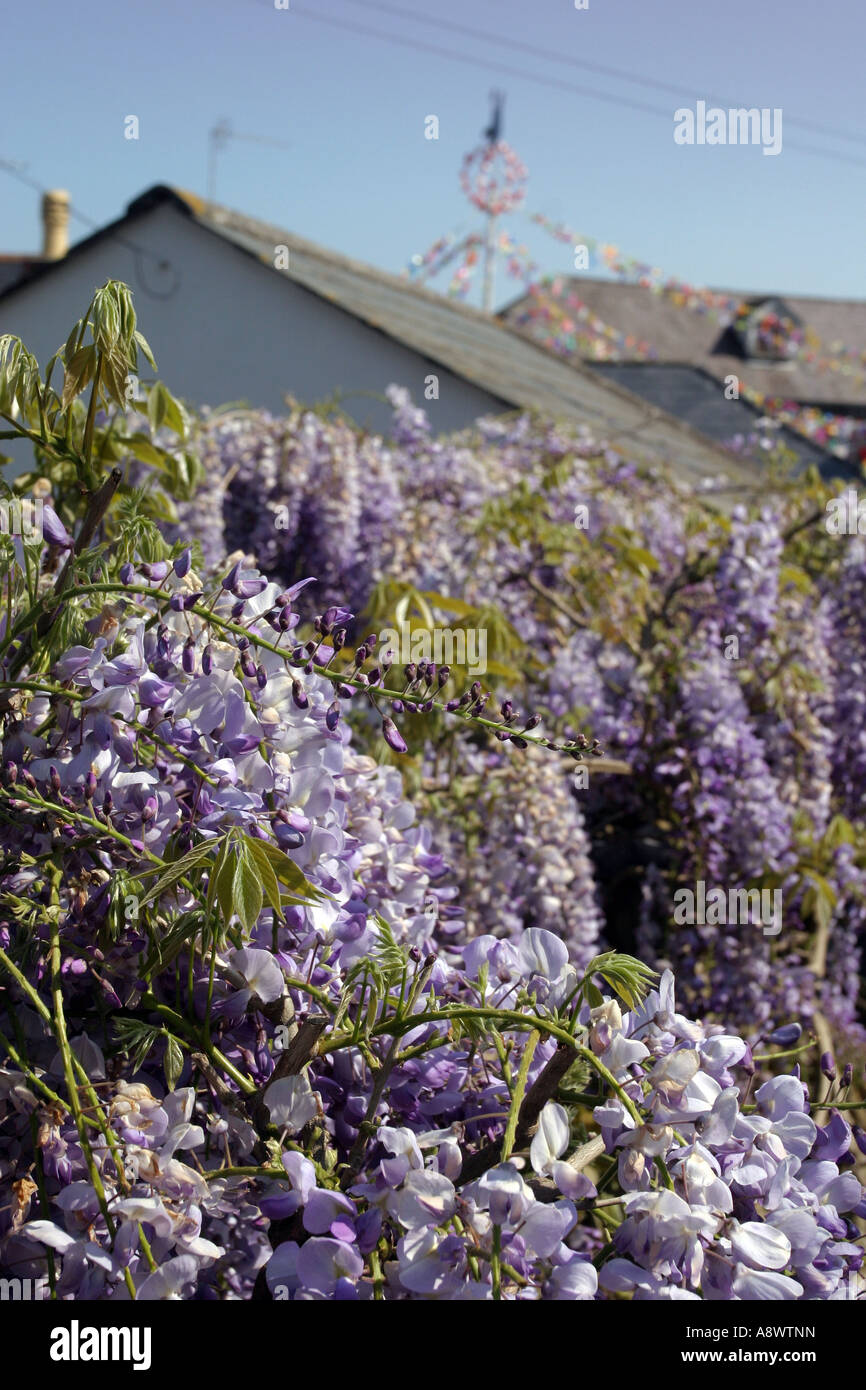 Wisteria on wall with maypole in background May Day Padstow Cornwall UK ...