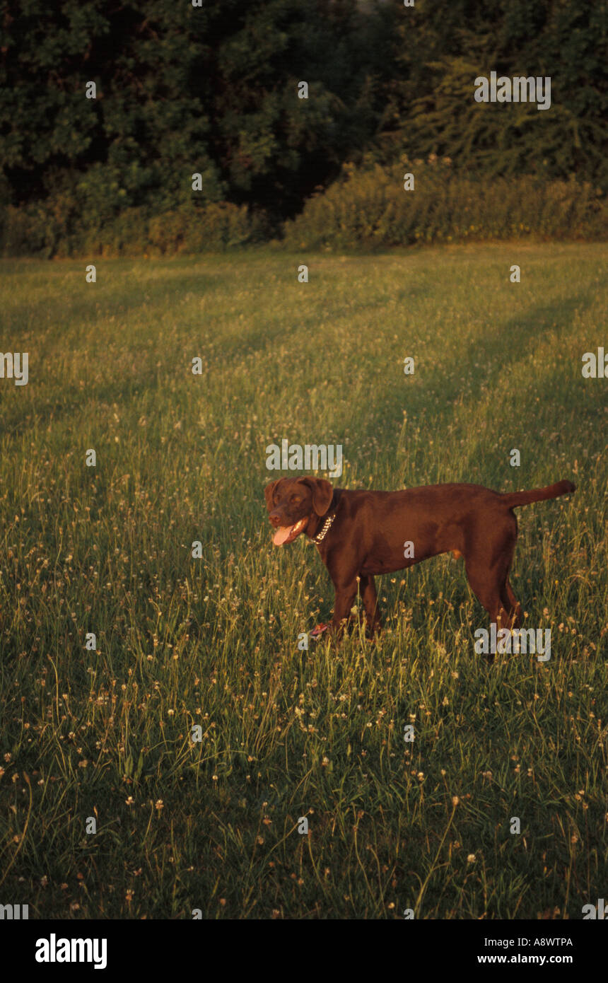 Dog in field Stock Photo - Alamy