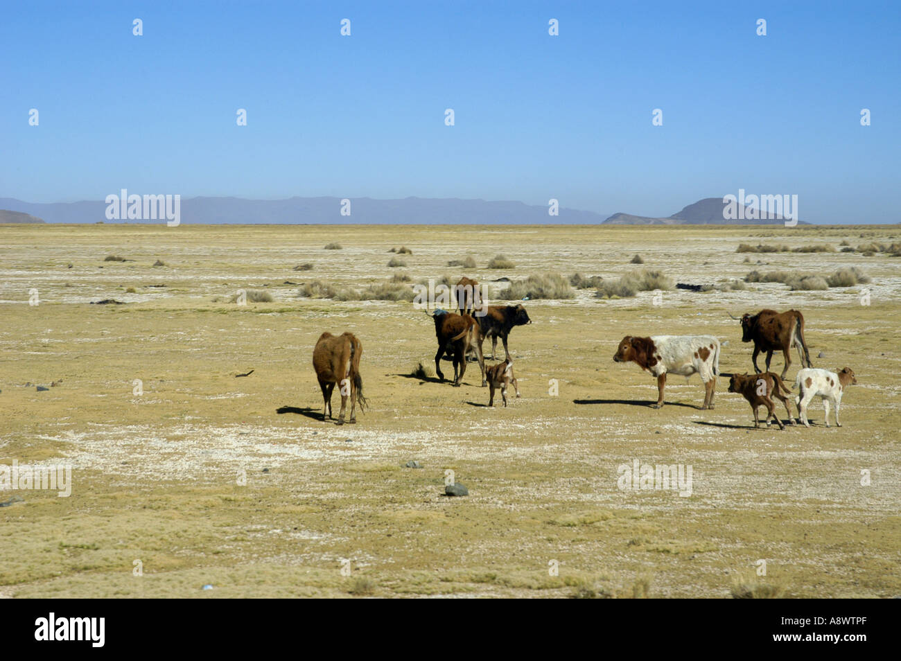 Dry landscape in The Andes, Peru Stock Photo - Alamy