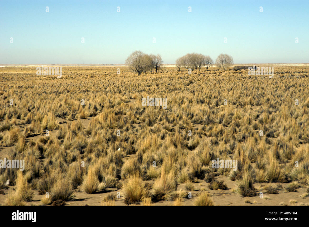 Dry bush grass in hi-res stock photography and images - Alamy