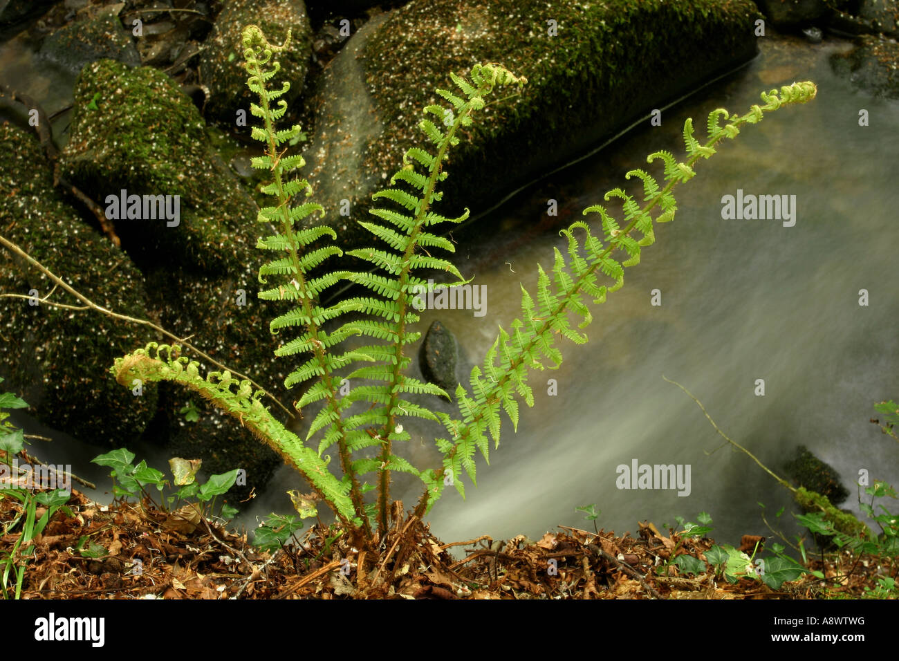 Fern by woodland stream Cornwall UK Stock Photo - Alamy