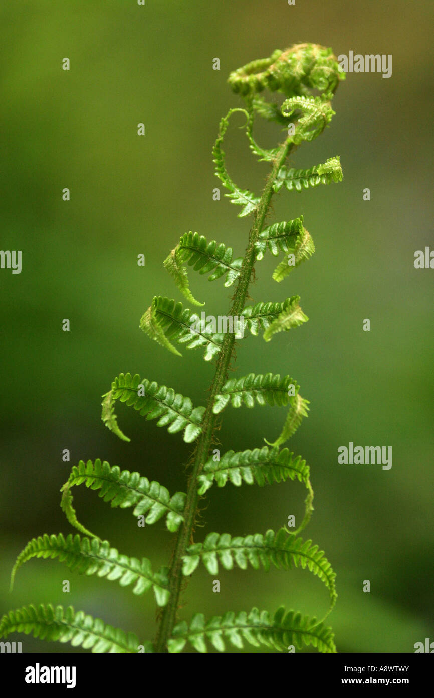 Soft Shield Fern in natural woodland setting Stock Photo - Alamy