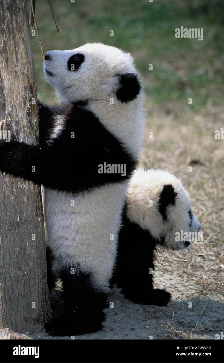 Six-month-old giant panda cubs at a tree,Chengdu panda base,Sichuan ...