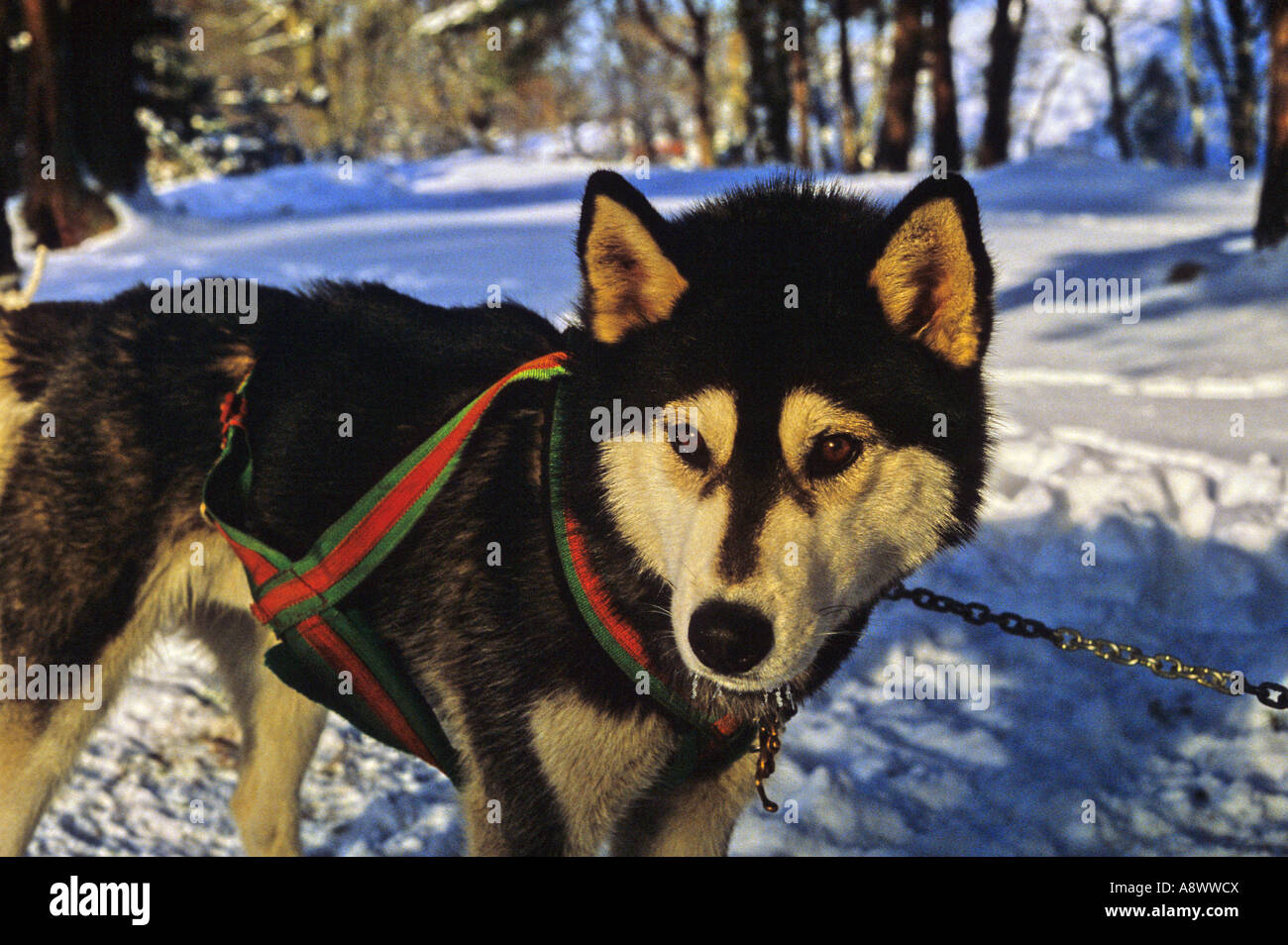 husky dog at sled races at Aviemore,Scotland Stock Photo - Alamy