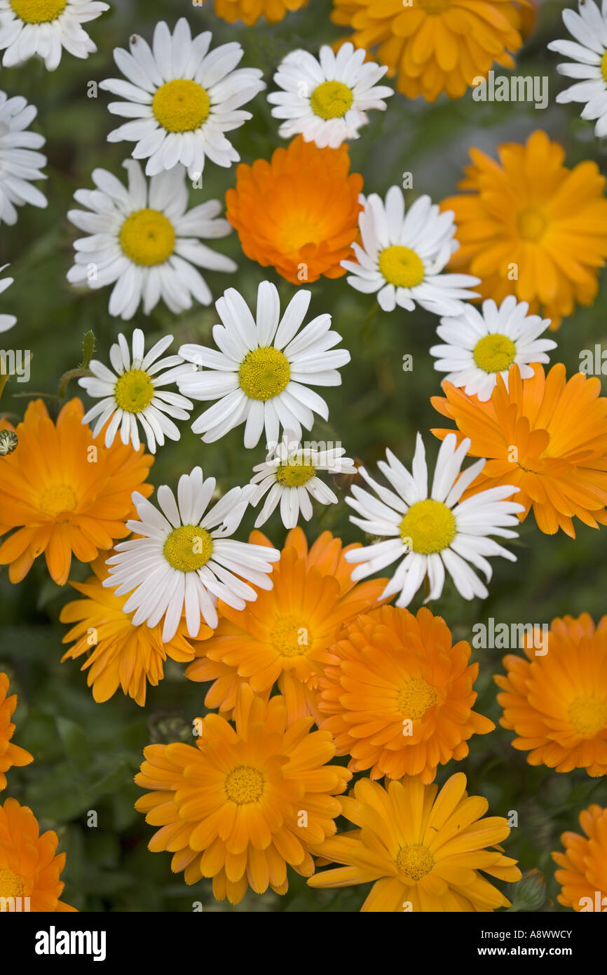 Marigolds & Daises in June Garden Stock Photo - Alamy