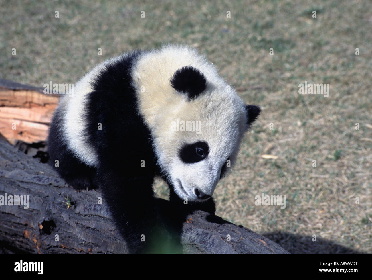 six-month old panda cub climbing tree at Chengdu Giant Panda Base,China ...