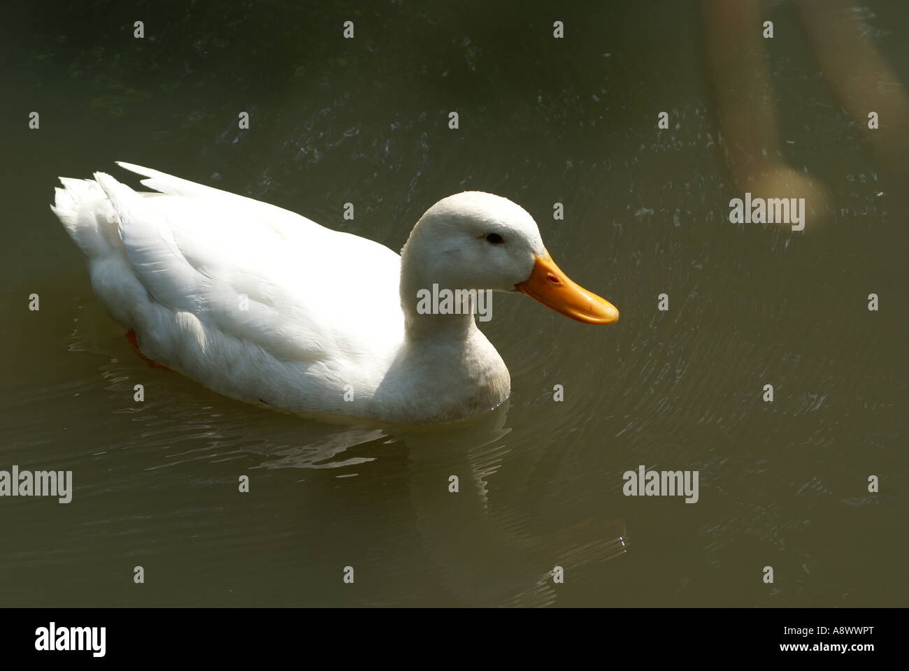 WHITE FEMALE DUCK 1556 Stock Photo - Alamy
