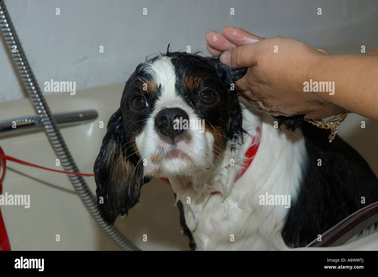 Washing around the ears Stock Photo - Alamy