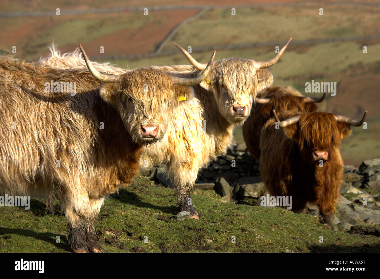Stone cattle pass hi-res stock photography and images - Alamy