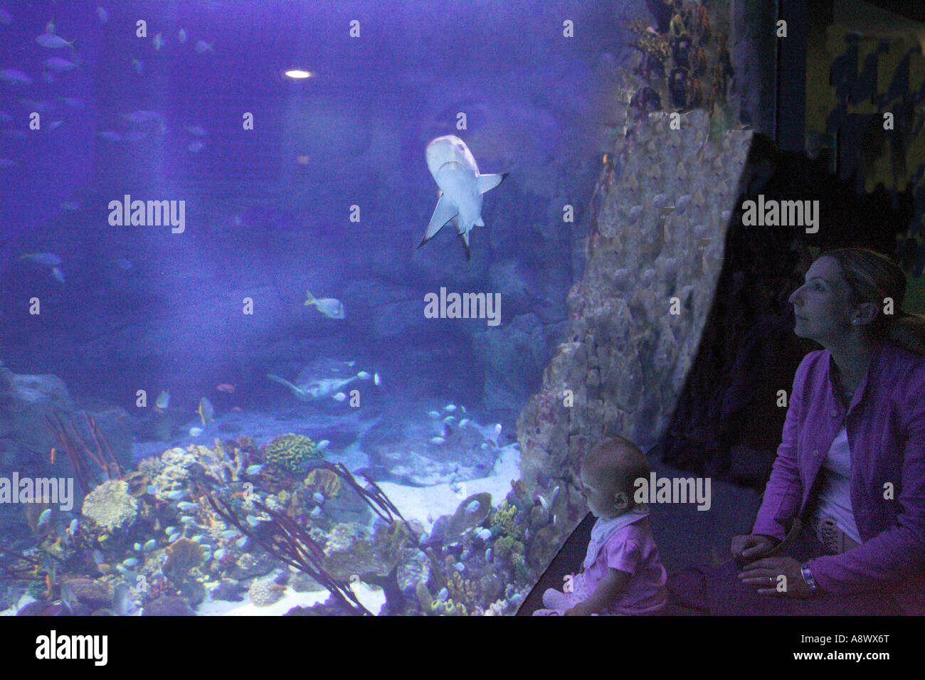 Baby shark mother shark hi-res stock photography and images - Alamy