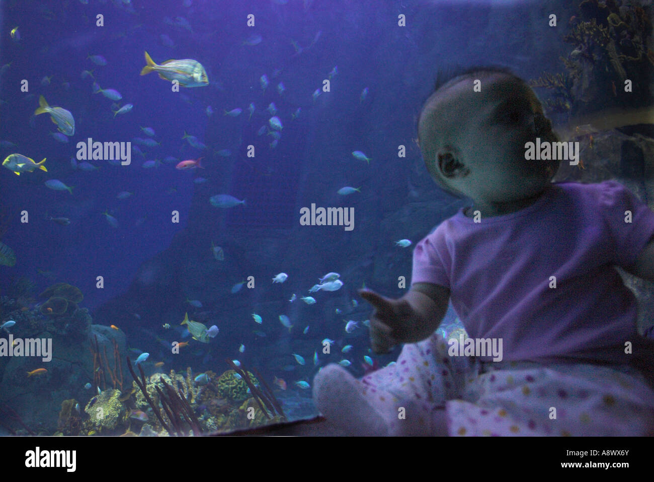 Baby at Aquarium seeing fishes for the first time Stock Photo - Alamy
