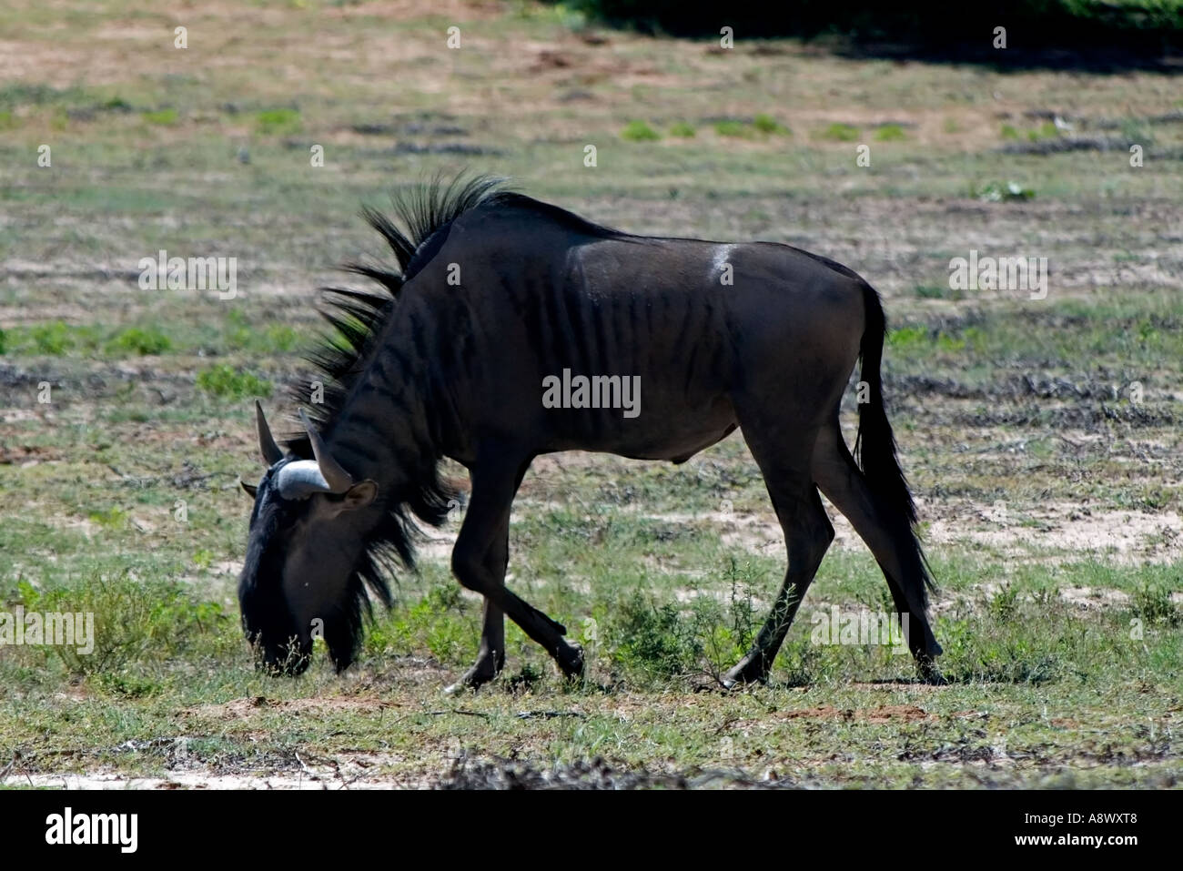 Gorgon taurinus hi-res stock photography and images - Alamy