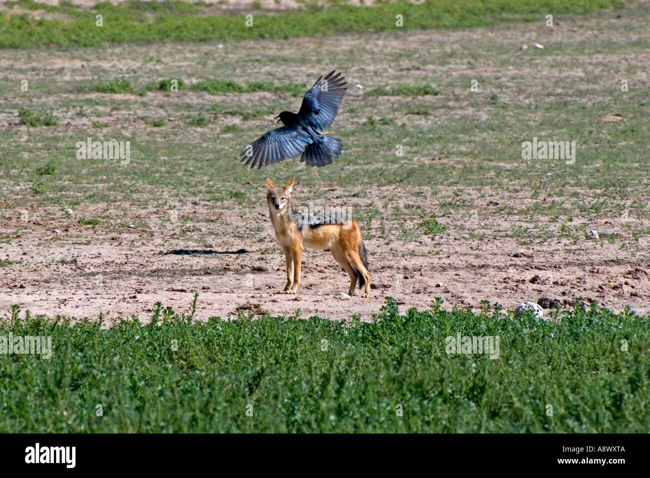 Crow attacks jackal hi-res stock photography and images - Alamy