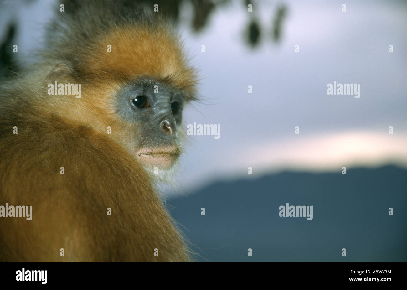 Sumatran surili presbytis melalophos hi-res stock photography and ...