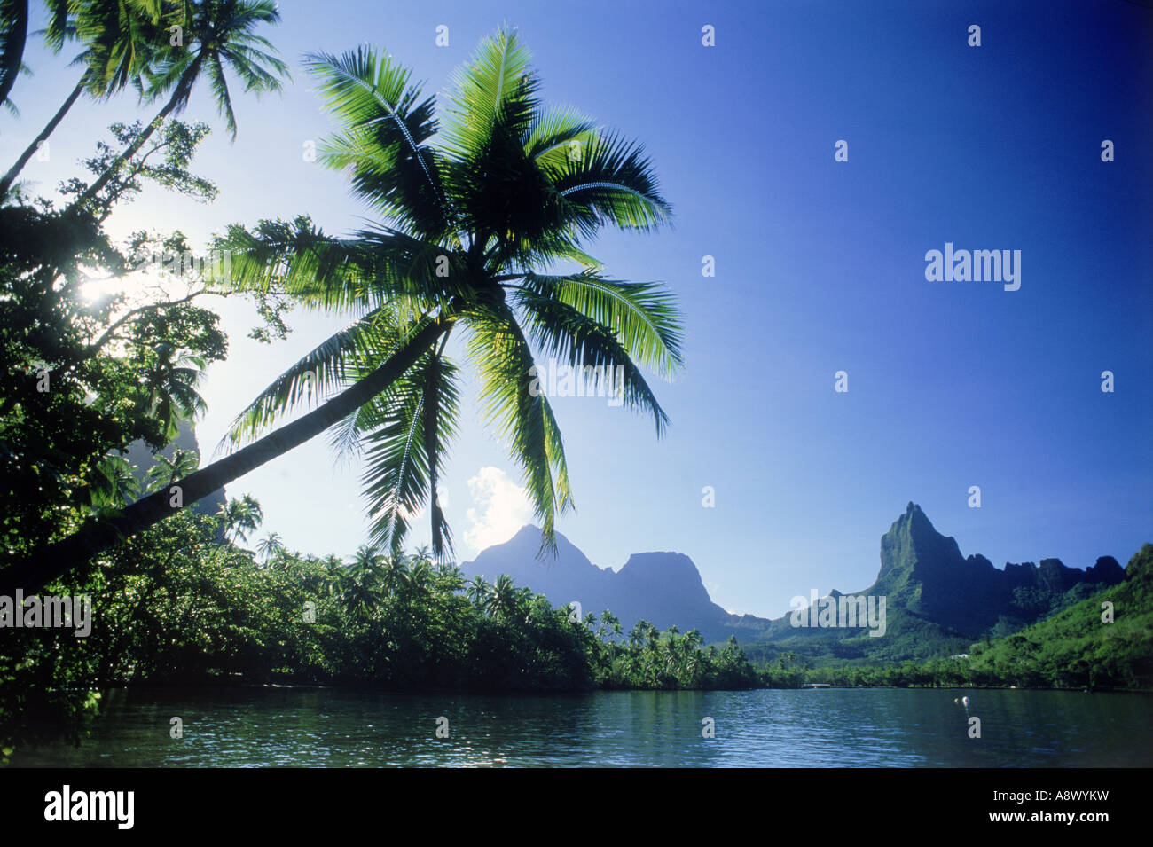 Mouaroa Peak above Opunohu Bay with overhanging palms on Moorea Island ...