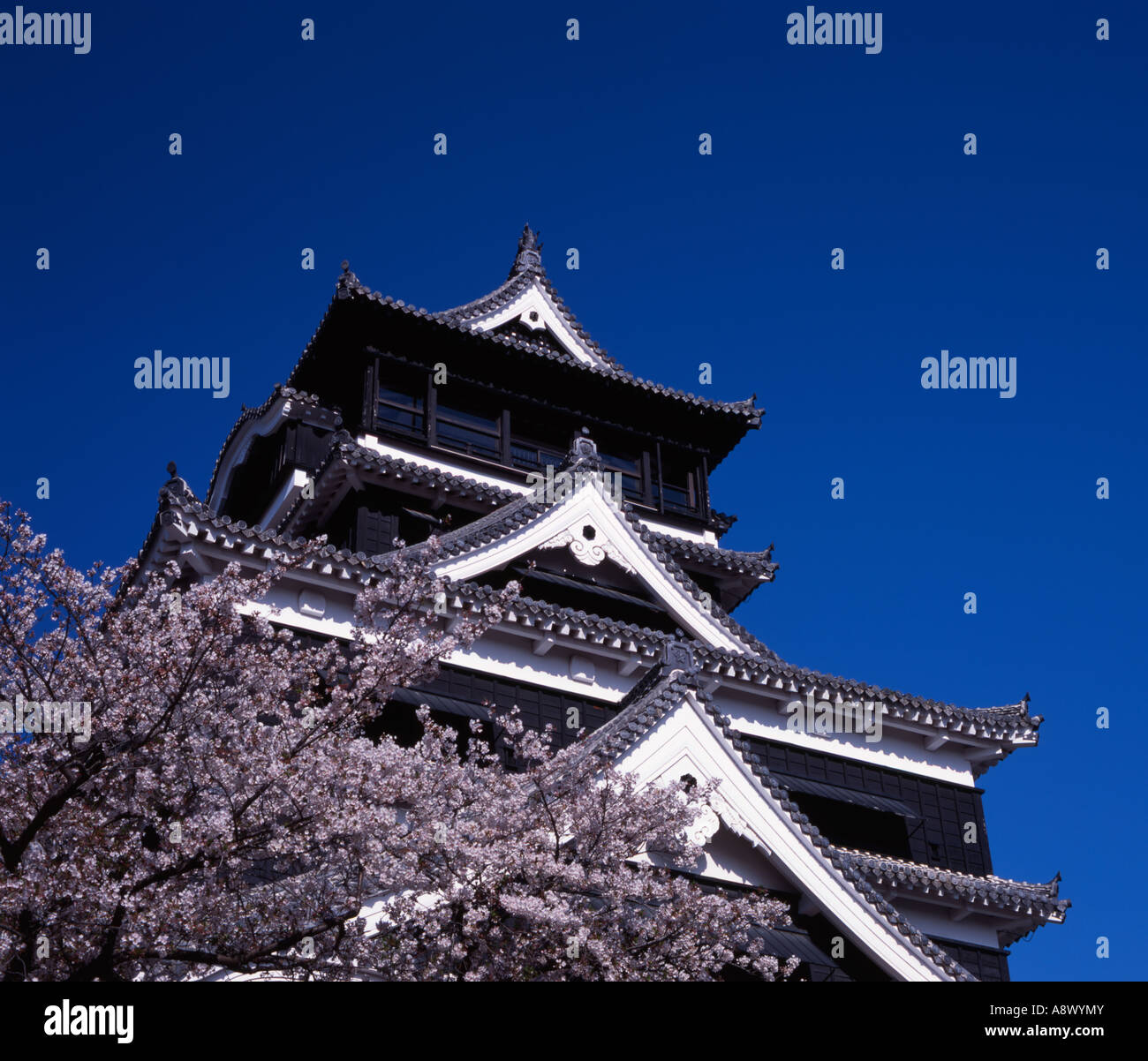 Kumamoto Castle main tower and cherry blossom. Built by great samurai ...