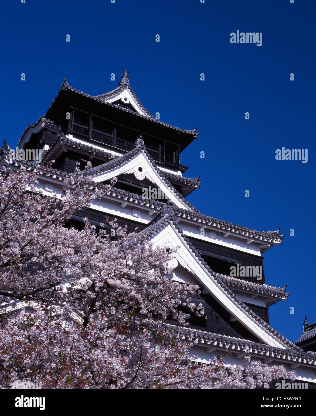 Kumamoto Castle main tower and cherry blossom. Built by great samurai ...