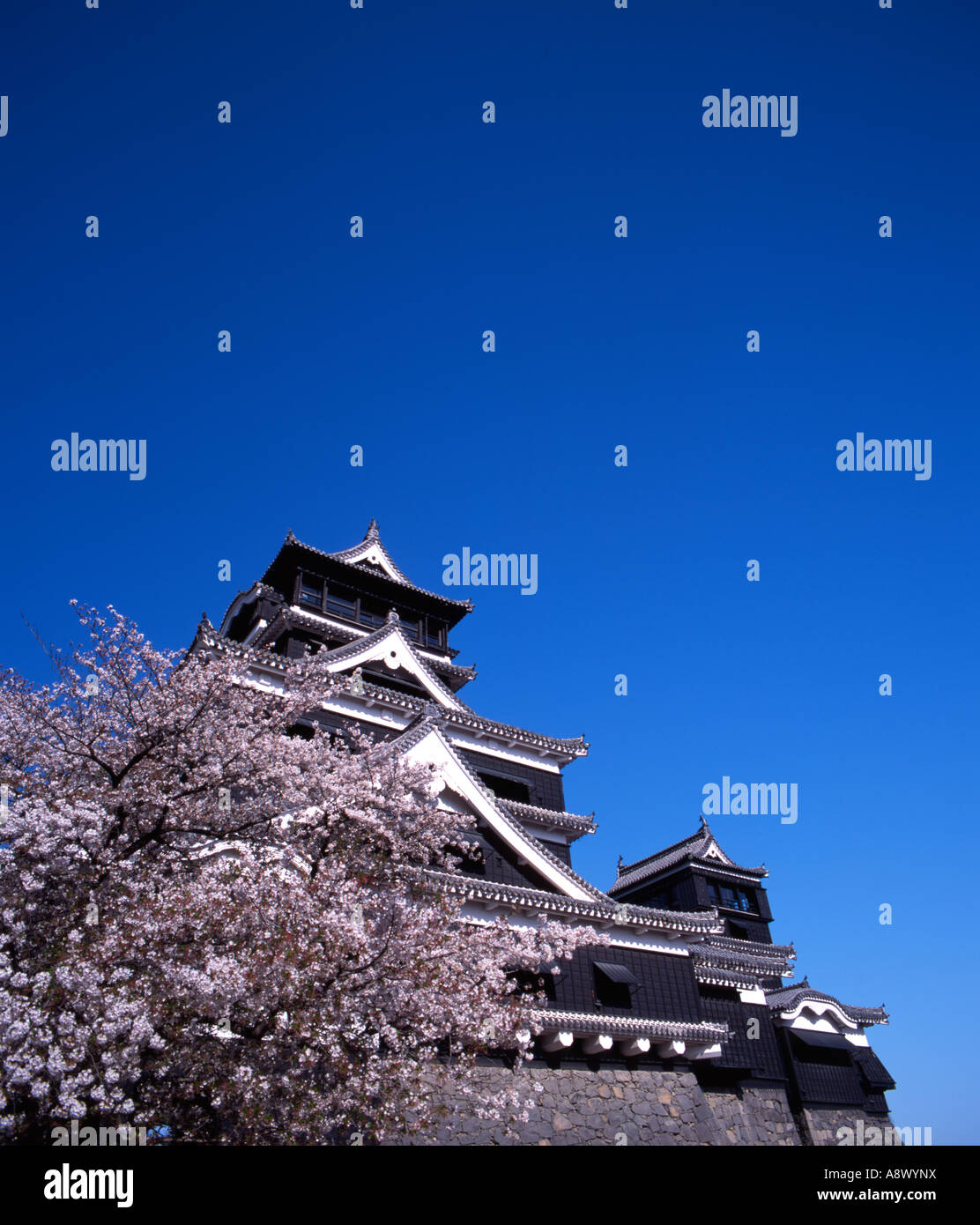Kumamoto Castle main tower and cherry blossom. Built by great samurai ...