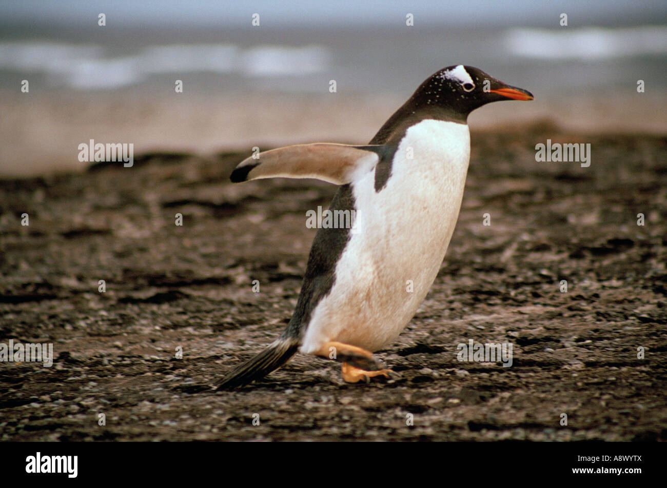 Gentoo Penguin (Pygoscelis papua) running on the beach, Sea Lion Island ...