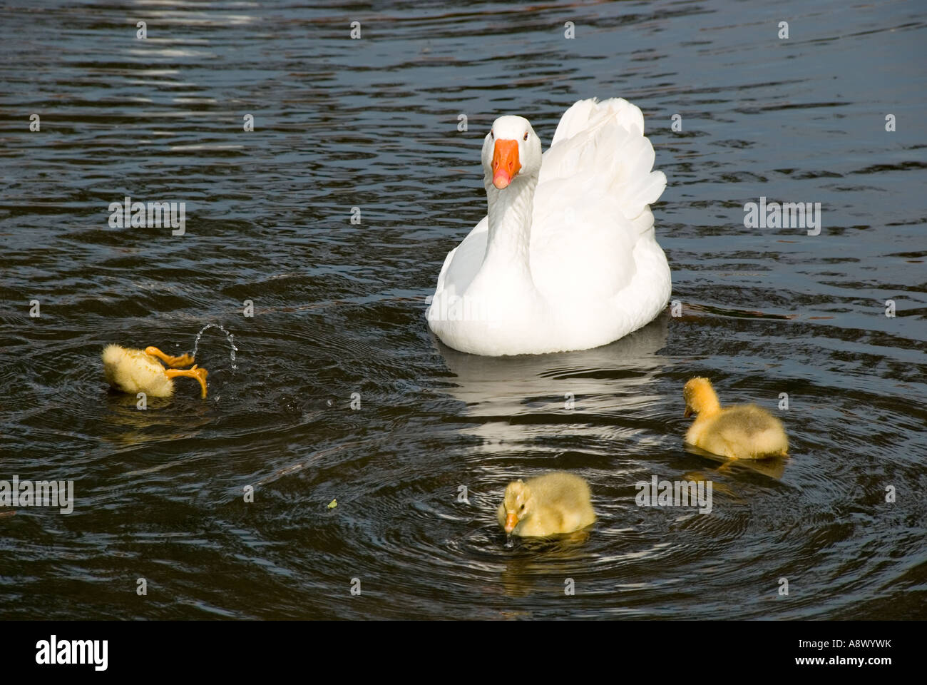 Domesticated goose with goslings on a pond Stock Photo - Alamy