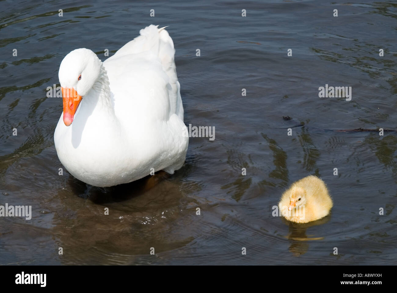 Domesticated goose with gosling on a pond Stock Photo - Alamy