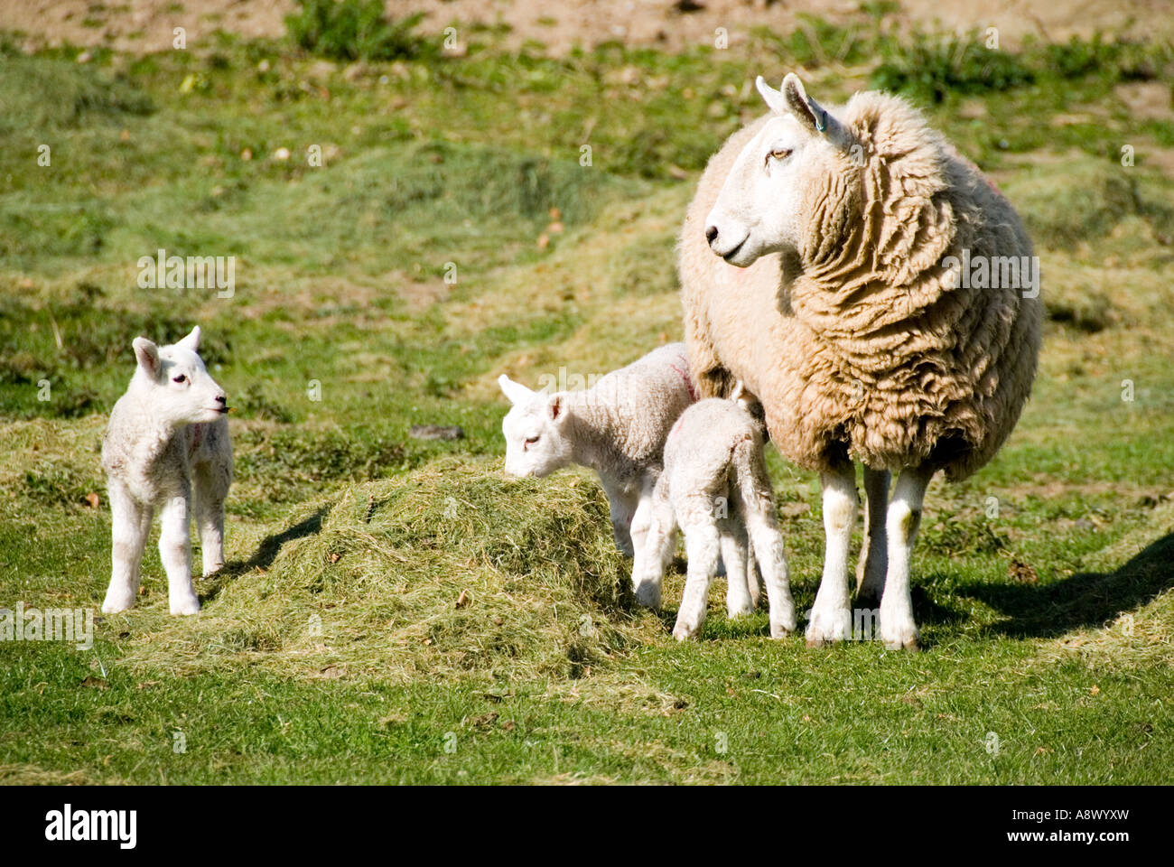 Ewe with three lambs Stock Photo - Alamy