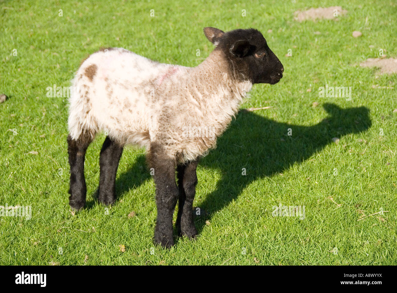A lamb watching its shadow with curiosity Stock Photo - Alamy