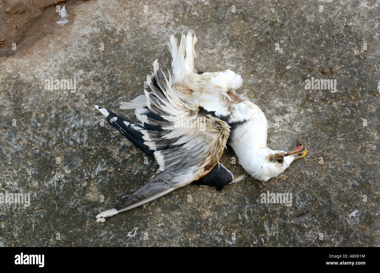 Dead bird dorset hi-res stock photography and images - Alamy